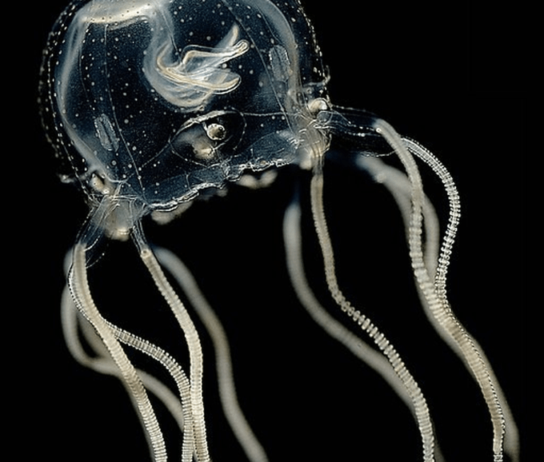 How and what do jellyfish see? – Animal Ecology in Focus