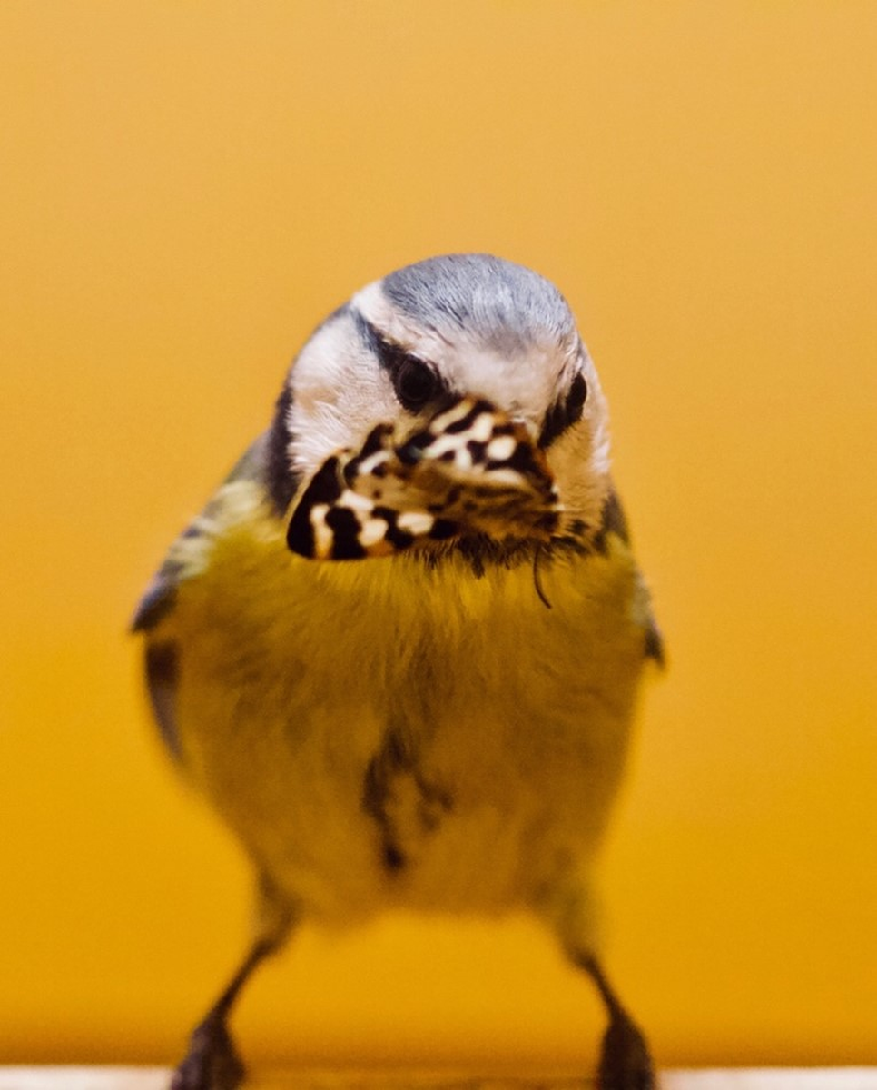 Watch out! Colours can inform about animal defences – Animal Ecology in ...