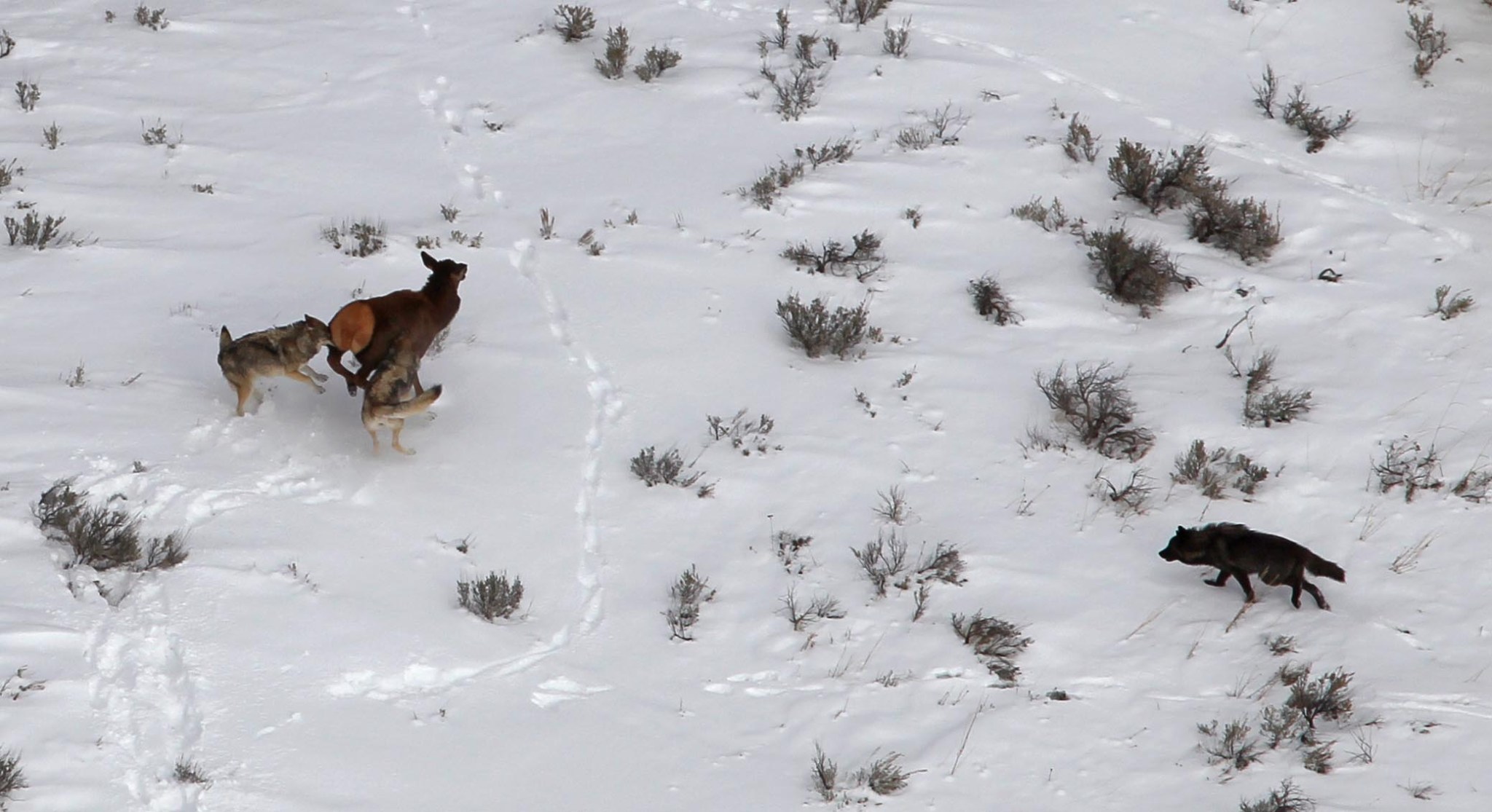 Do predators create healthier prey populations? – Animal Ecology in Focus