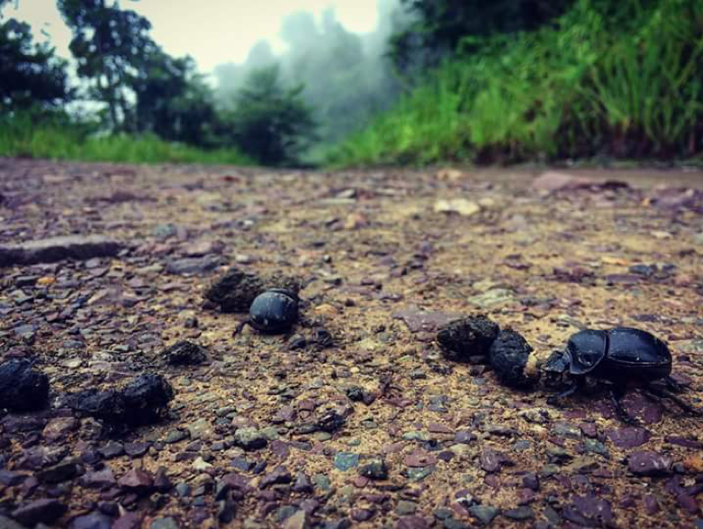 Dung beetle-mammal dung interaction networks are resilient across a ...