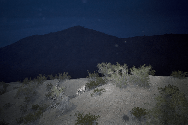 Mountain lion predation on wild donkeys rewires an ancient food web ...