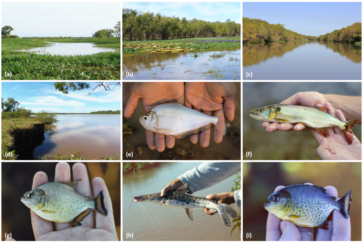 Size does matter: how do traits affect the role of predatory fish on ...