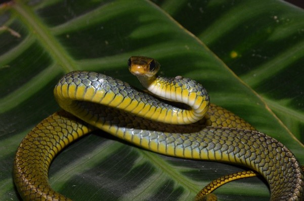 Tail loss in limbless reptiles explained by specimens from natural ...