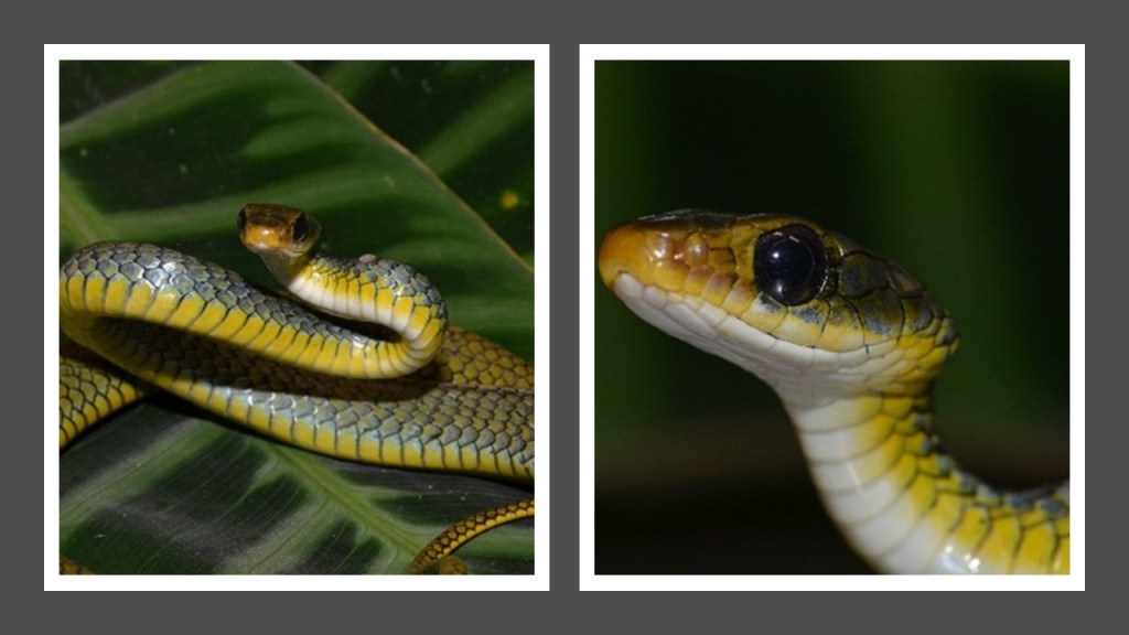 Tail loss in limbless reptiles explained by specimens from natural ...
