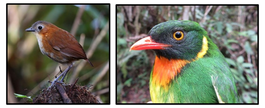 Functional Traits Predict Sensitivity of Forest Birds to Habitat ...