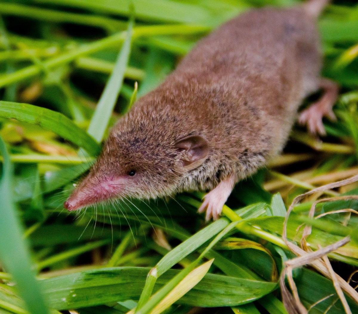 How dietary competition leads to a native shrew being rapidly replaced ...