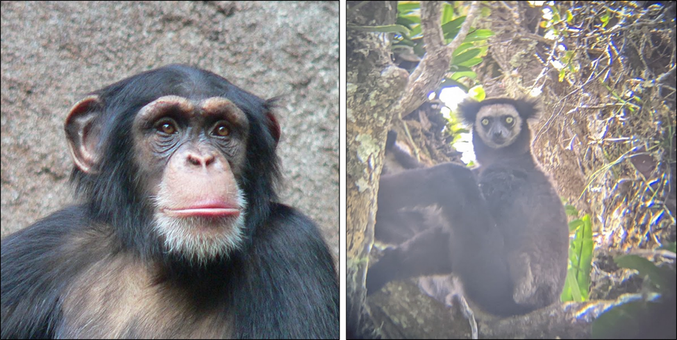 Combined analysis of primate and parasite traits reveals new insights ...