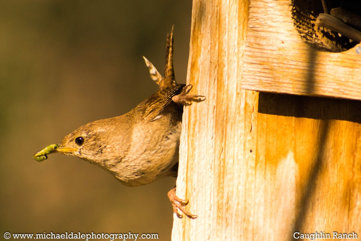 What makes an urban bird? – Animal Ecology in Focus