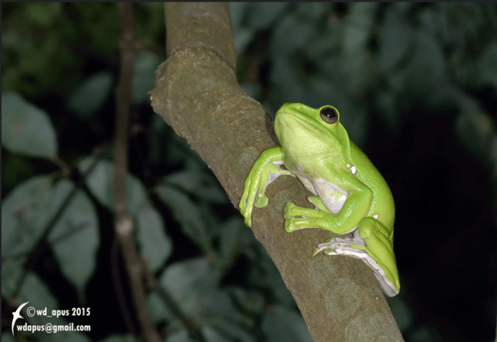 Ecological patterns and processes in the vertical dimension of ...