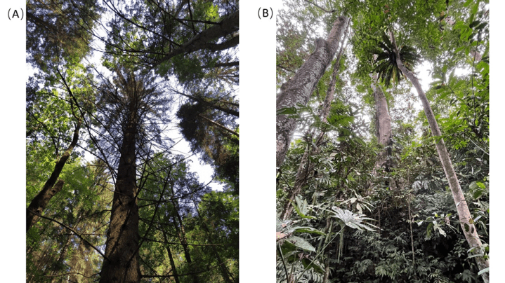 Ecological patterns and processes in the vertical dimension of ...
