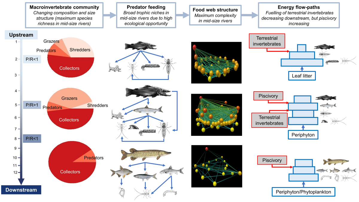 Fresh perspectives on the River Continuum Concept require trophic ...