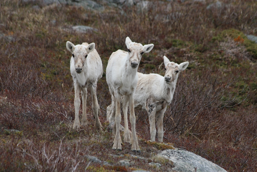 Caribou acclimate timing of migration and birth to changes in snowmelt ...