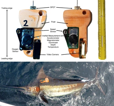 Billfish use an oxygen minimum zone boundary to hunt – Animal Ecology ...