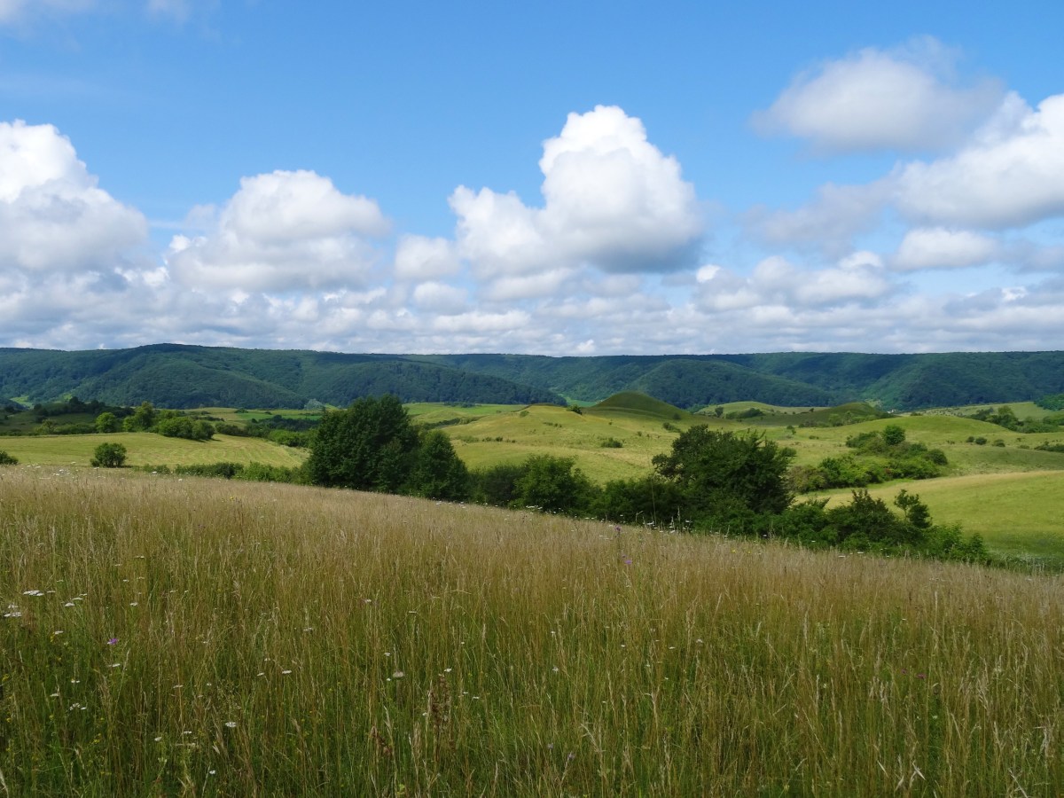 The stability of bird communities – Animal Ecology in Focus