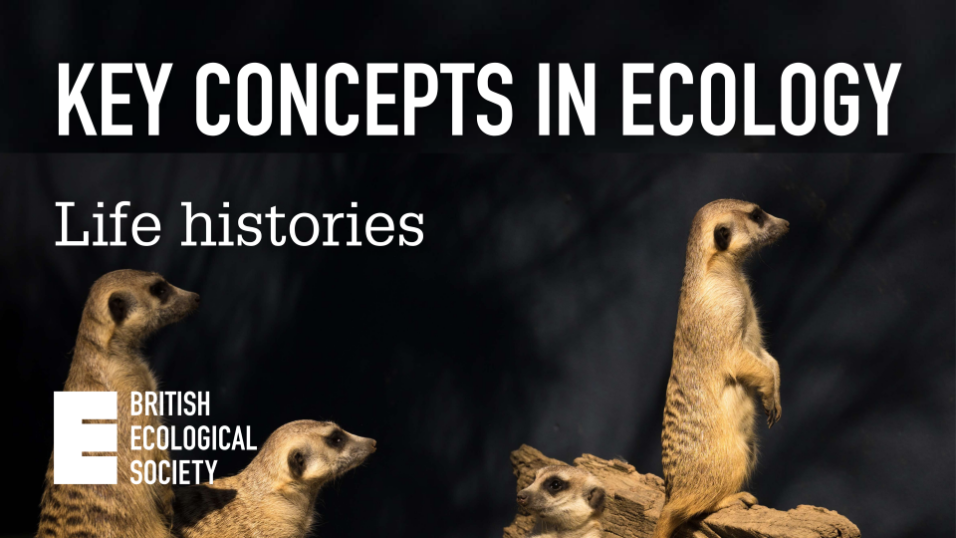 Key Concepts in Ecology: Life histories – Animal Ecology in Focus