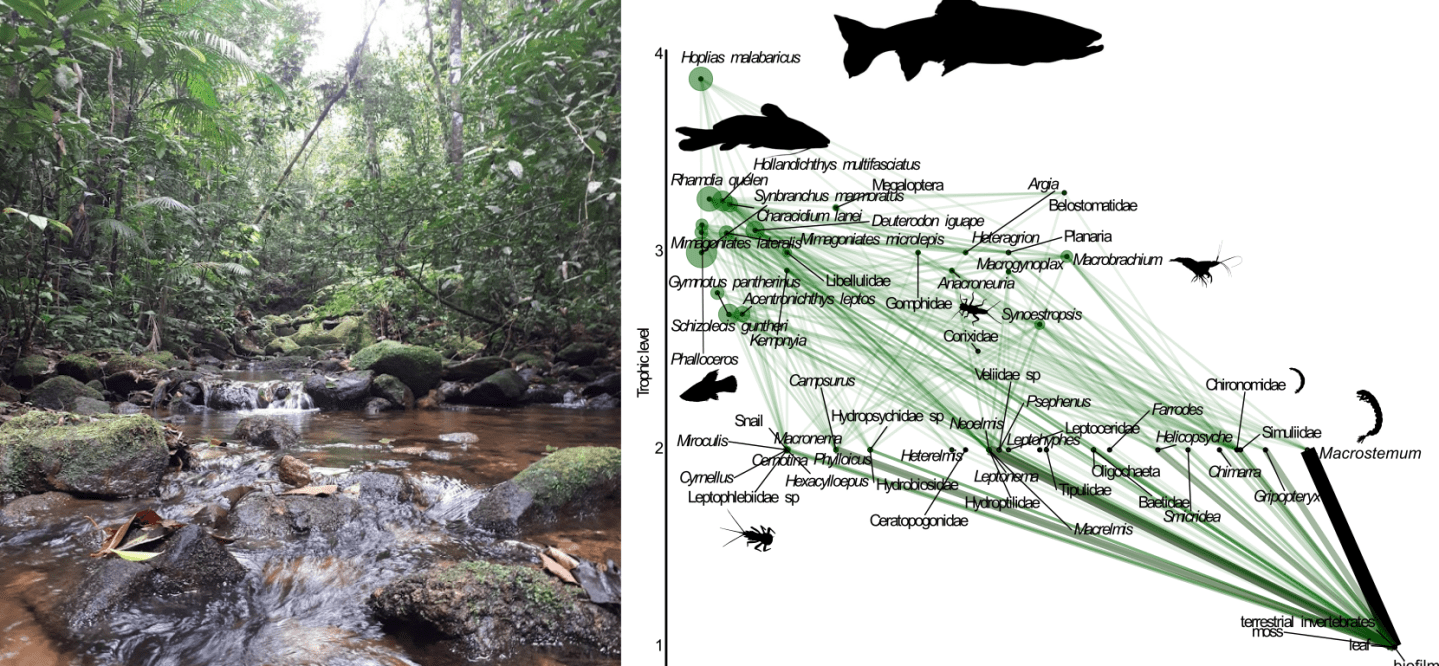 Diversity begets stability in Atlantic rainforest stream food webs ...