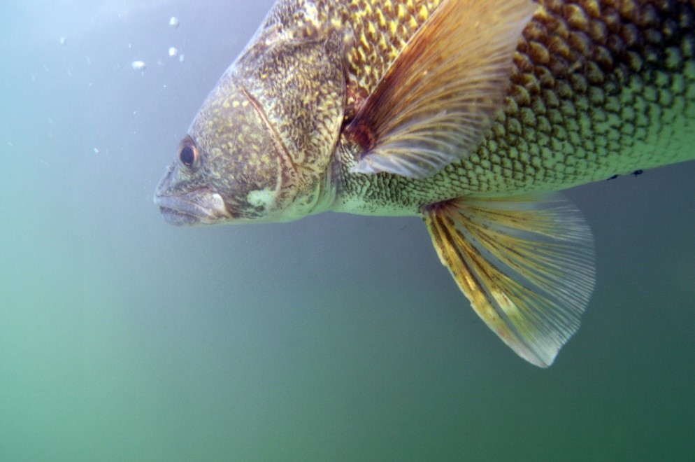 Lengthy legacies affect growth in Walleye – Animal Ecology in Focus