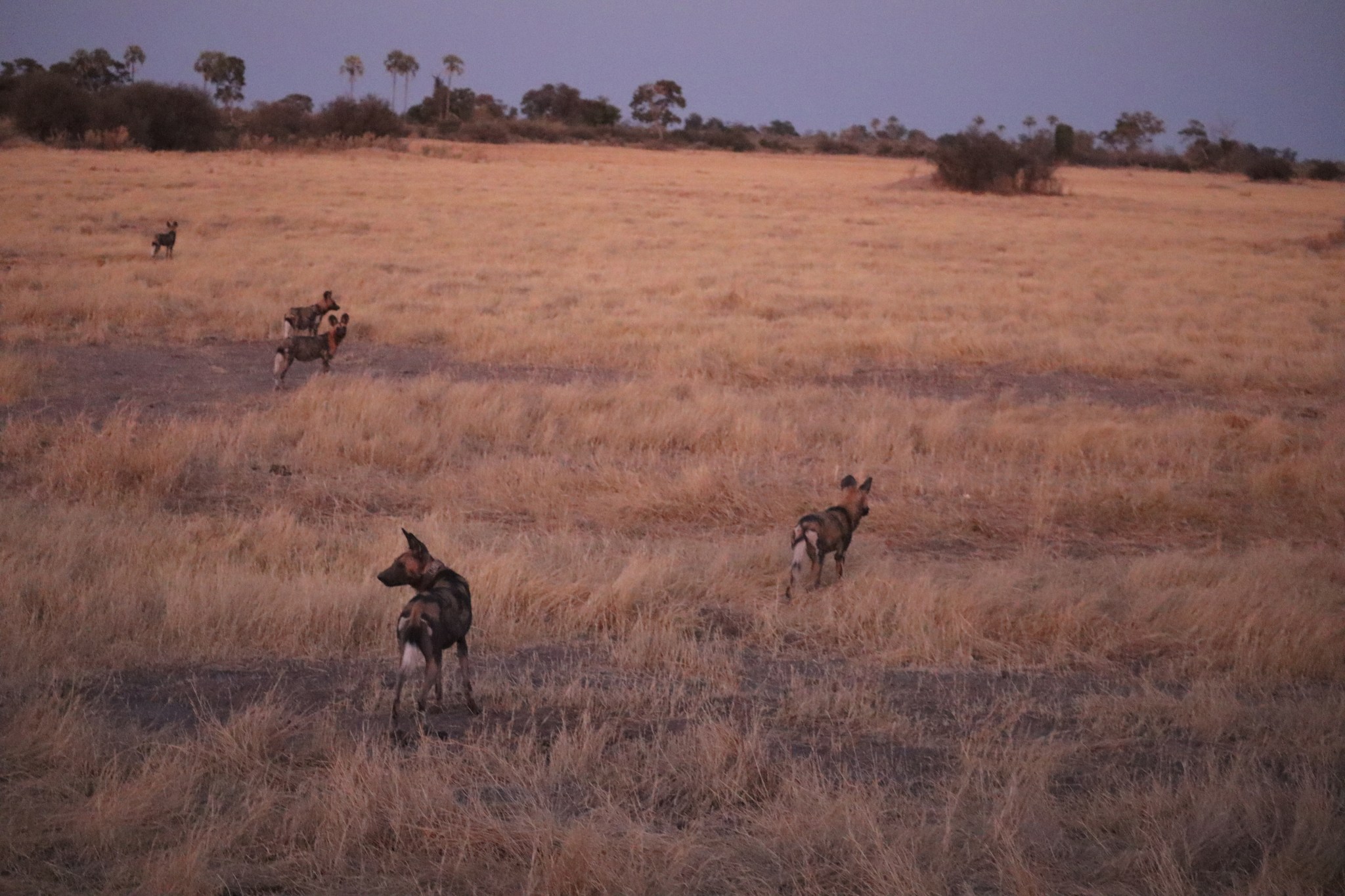 Adapting to Scarcity: How Drought Impacts Large Carnivore Movement ...