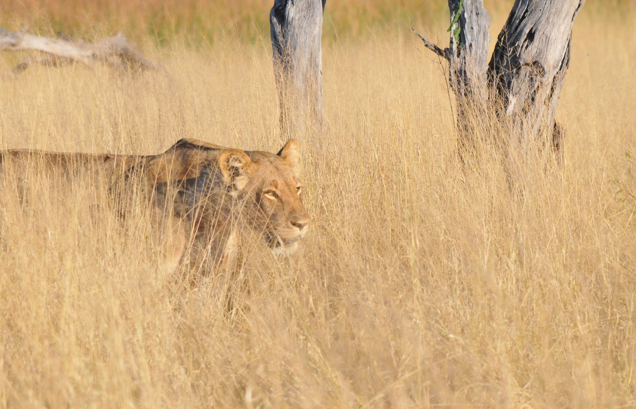 Adapting to Scarcity: How Drought Impacts Large Carnivore Movement ...