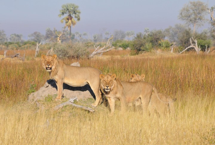Adapting to Scarcity: How Drought Impacts Large Carnivore Movement ...